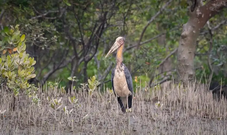 Sundarbans Tour Package from Dhaka in 2026